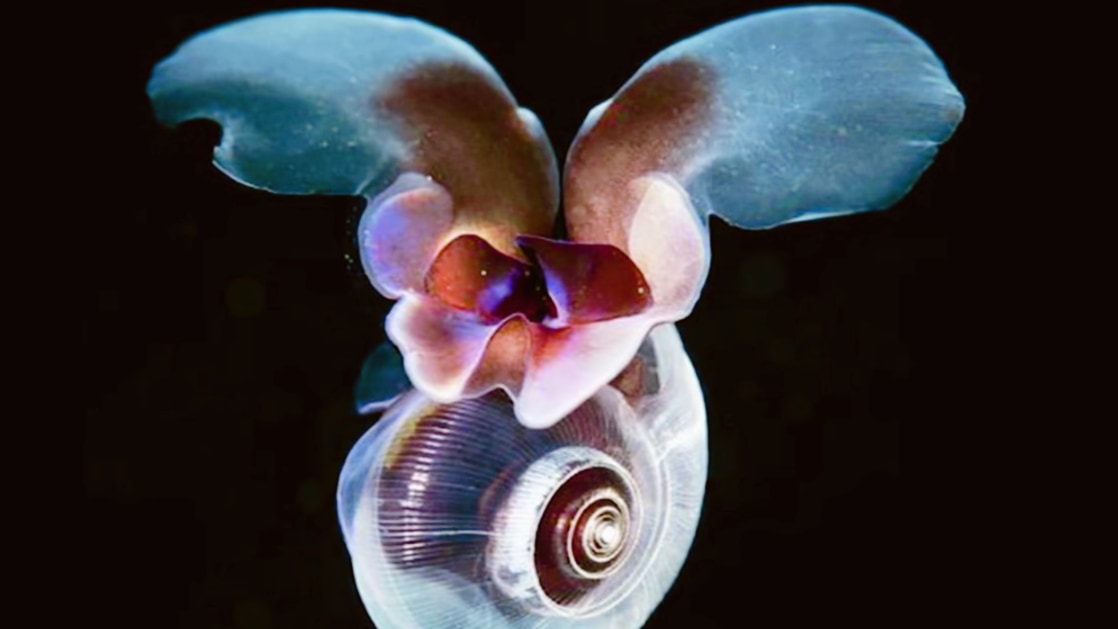 海中で羽ばたく貝「海の蝶」の移動方法を調査。貝殻の形によって泳ぎ方を変えていた!? - ナゾロジー