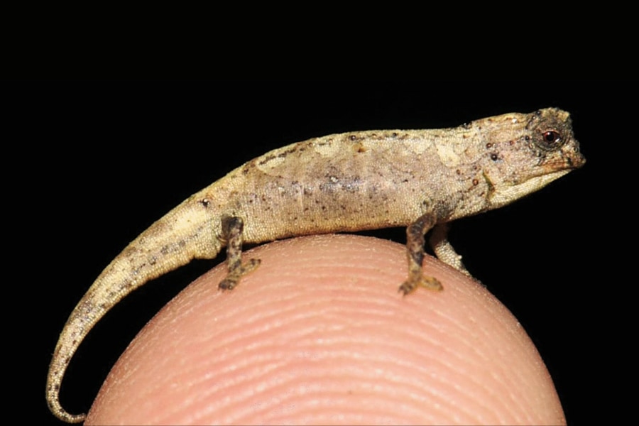 わずか2センチ！「世界最小の新種カメレオン」を発見 - ナゾロジー