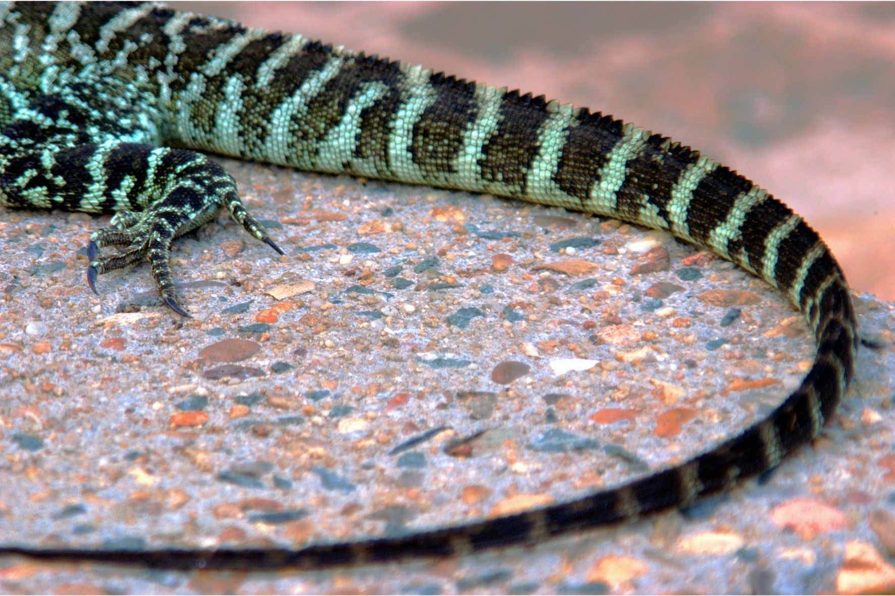 完全に再生されないトカゲのしっぽを骨まで完全再生させることに成功！ - ナゾロジー