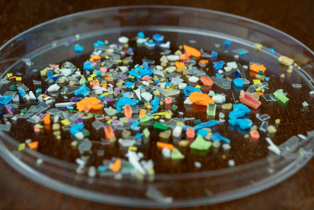 マイクロプラスチックを「美味しい」と感じる動物 - ナゾロジー